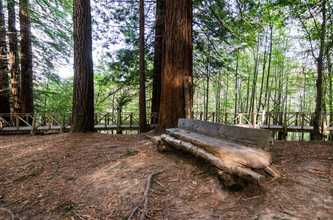 Bosque de Secuoyas en Cantabria: Qué ver, Precio y Cómo Llegar ...